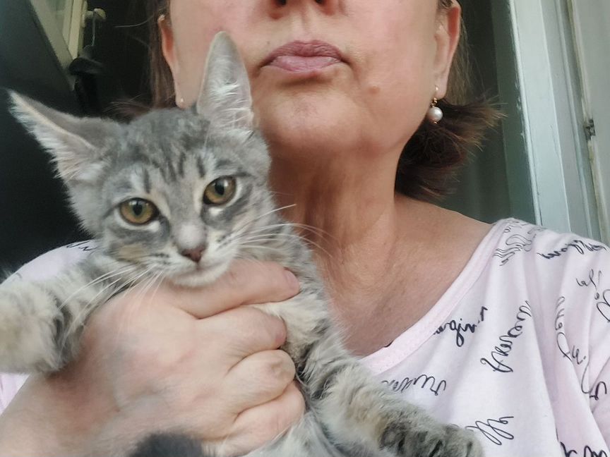 Котята в добрые руки бесплатно