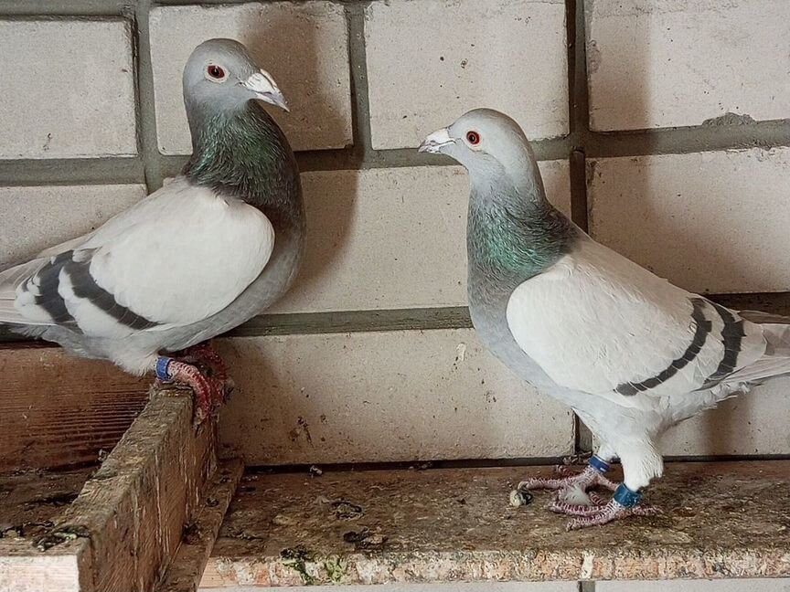 Голуби почтовые Чехи пара