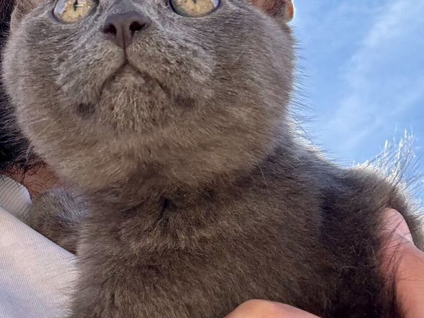 Кот