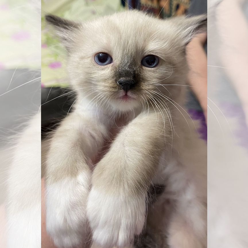 Русский голубой котёнок