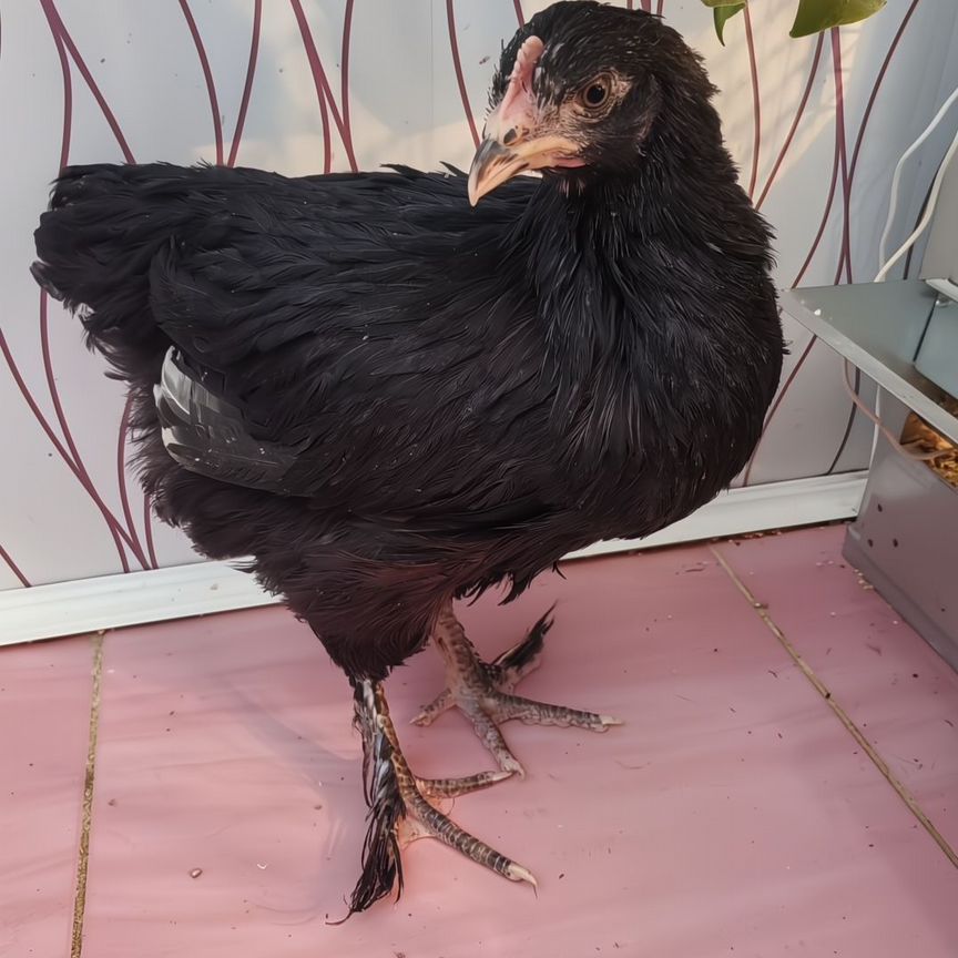 Цыплята помесь амераукана лаванда и маран ч/м