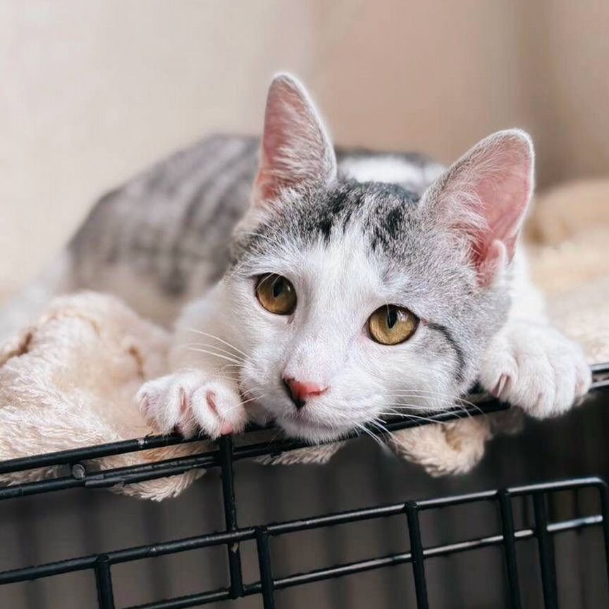 Самый ласковый котенок в добрые руки