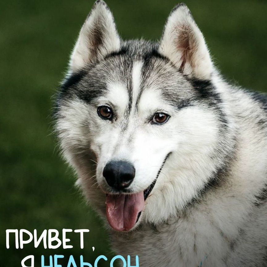 Сибирский хаски, взрослый пёс