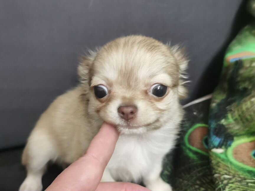 Чихуахуа мини