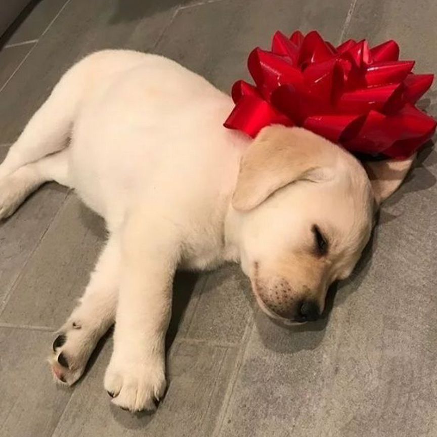 Щенок лабрадора