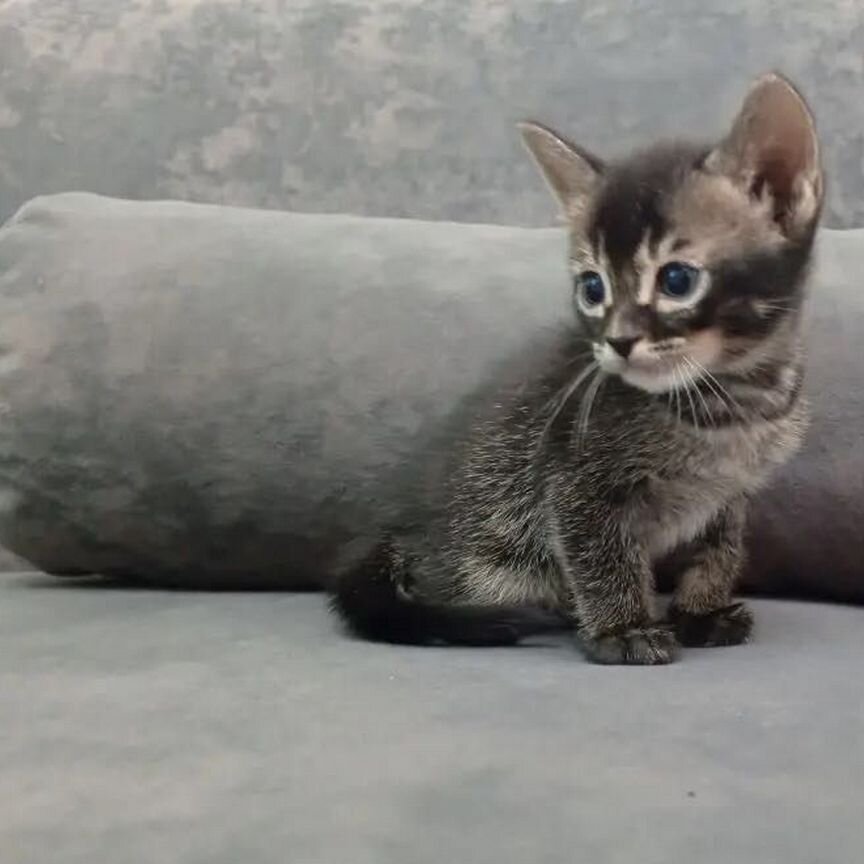 Абиссинский котёнок