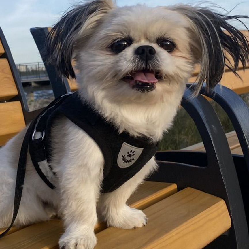 Ши-тцу, взрослый пёс