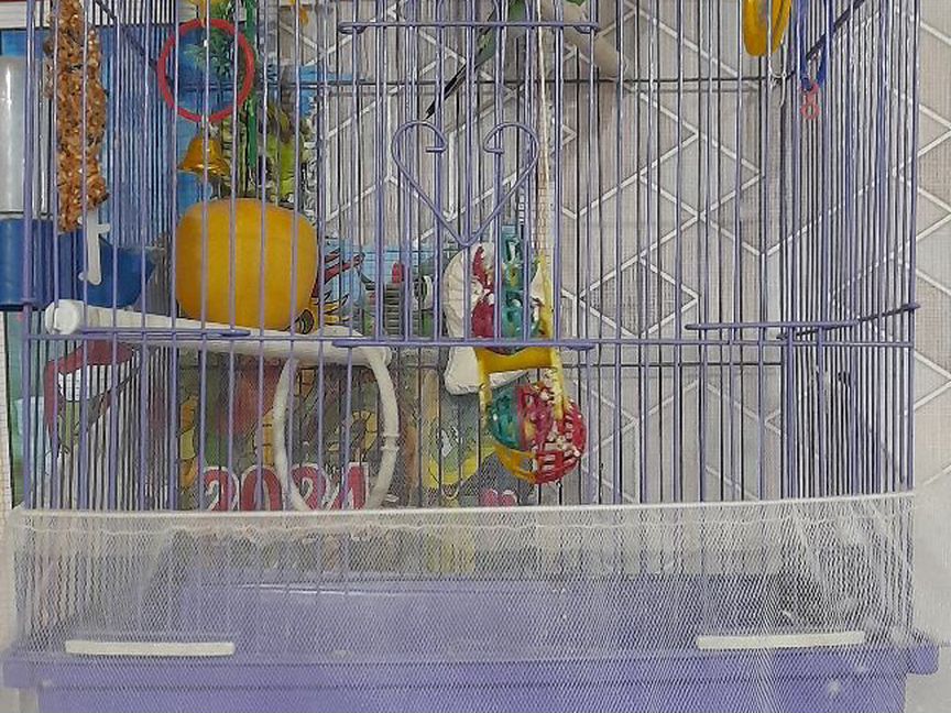 Волнистый попугай