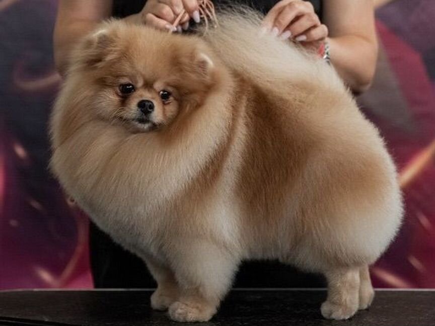 Померанский шпиц продажа