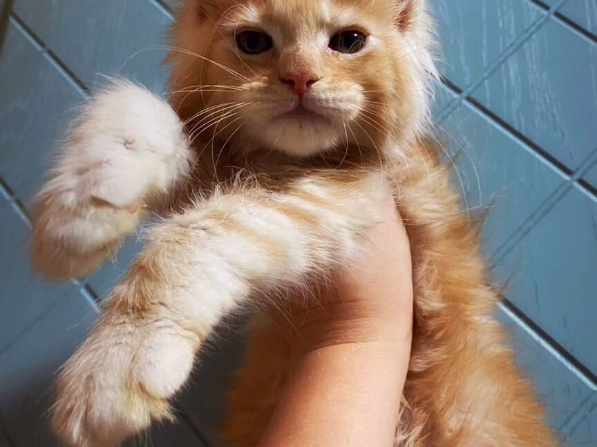 Шикарный котик Мейн - Кун