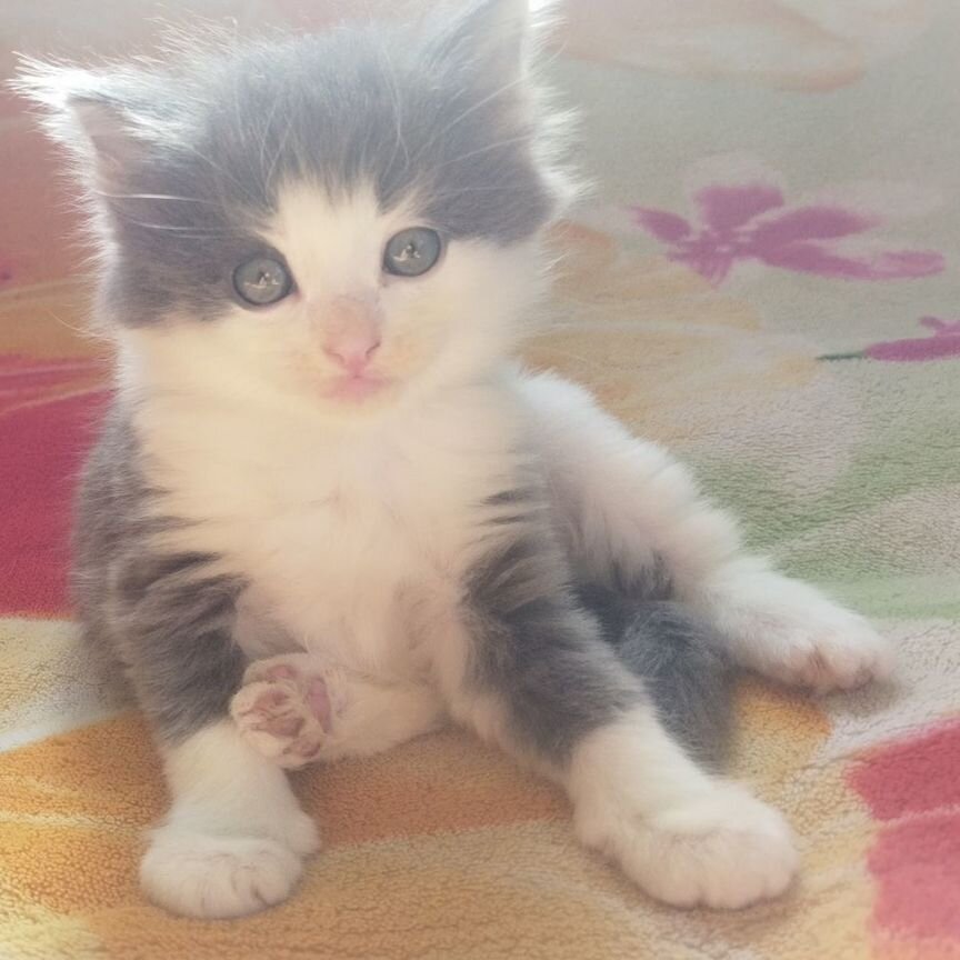 Нибелунг котёнок