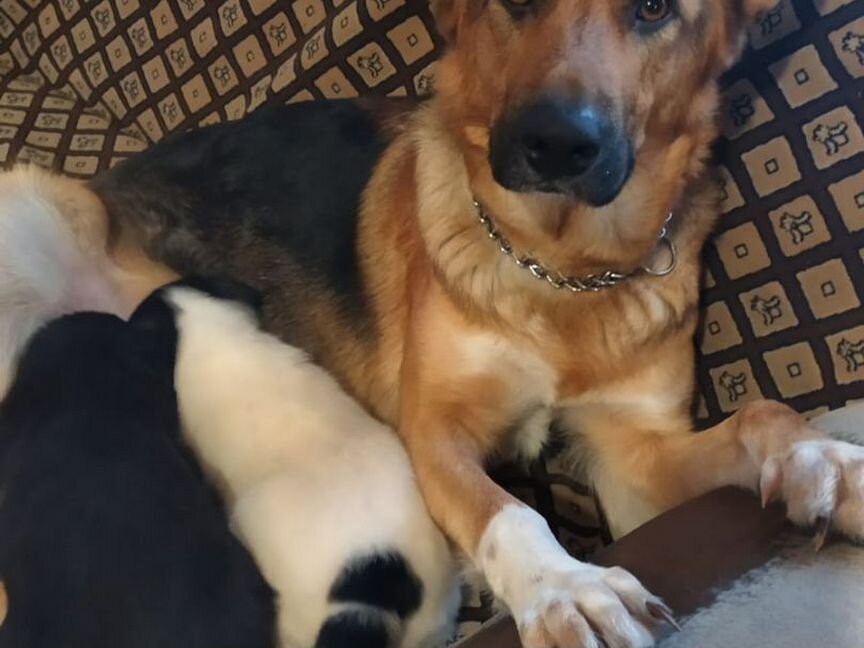 Щенки в добрые руки