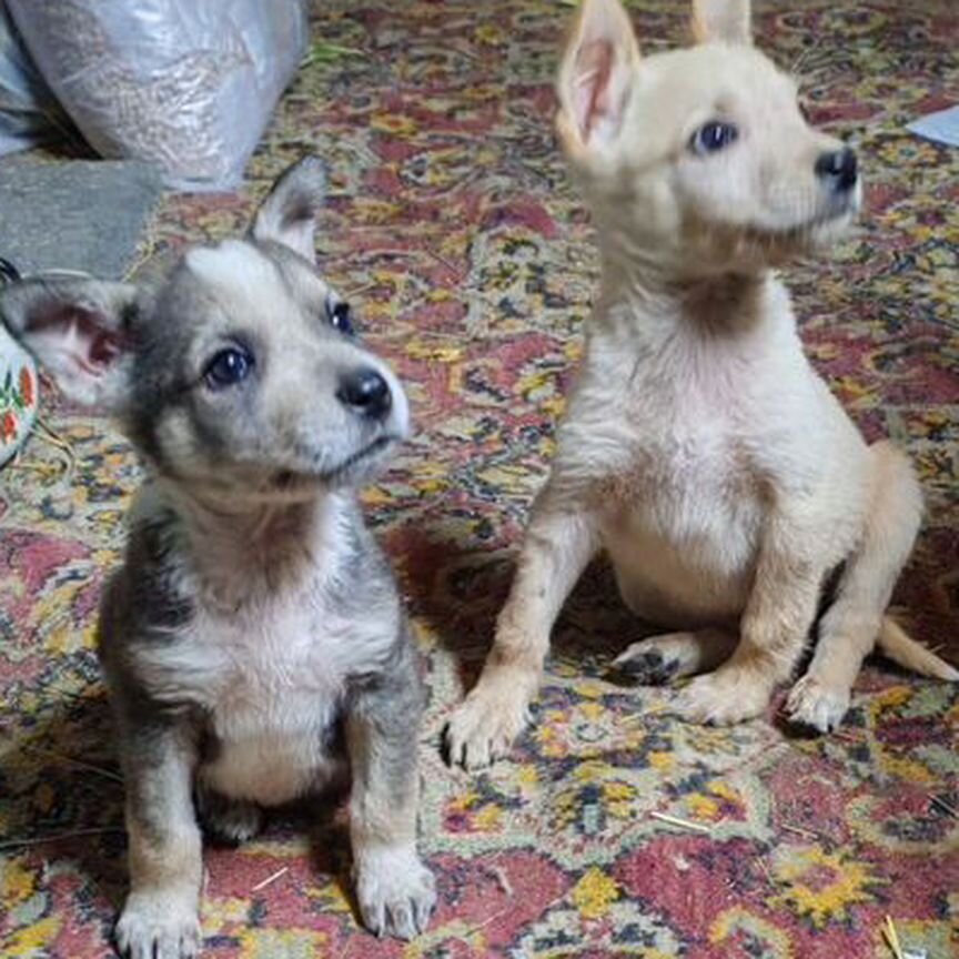 Щенок в добрые руки