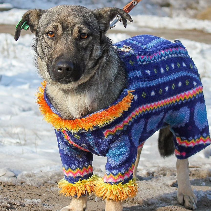Ласка ищет дом