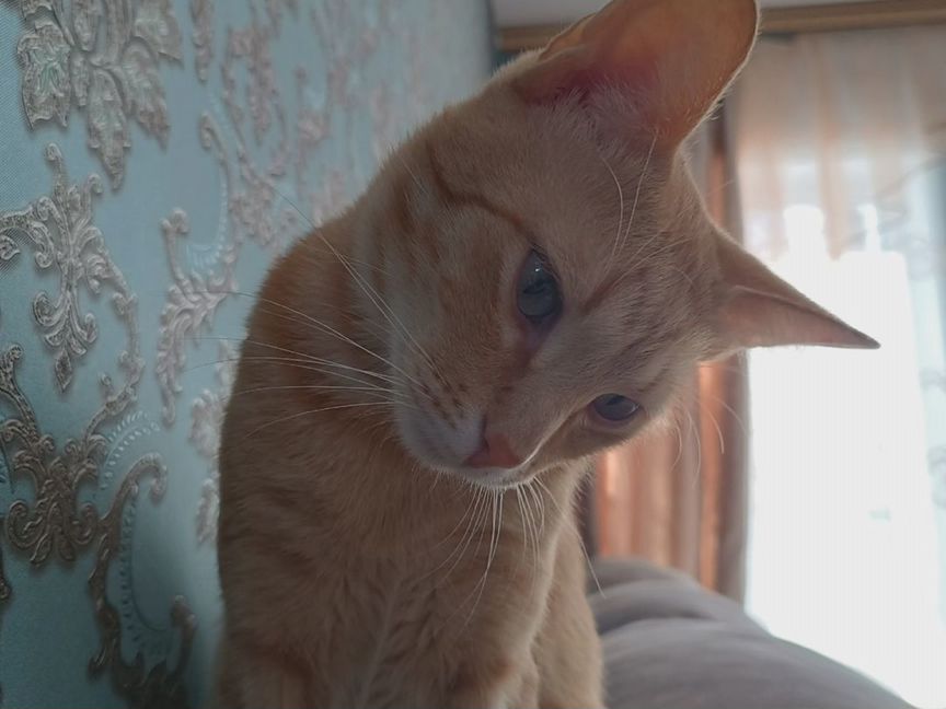 Рыжее счастье ищет дом