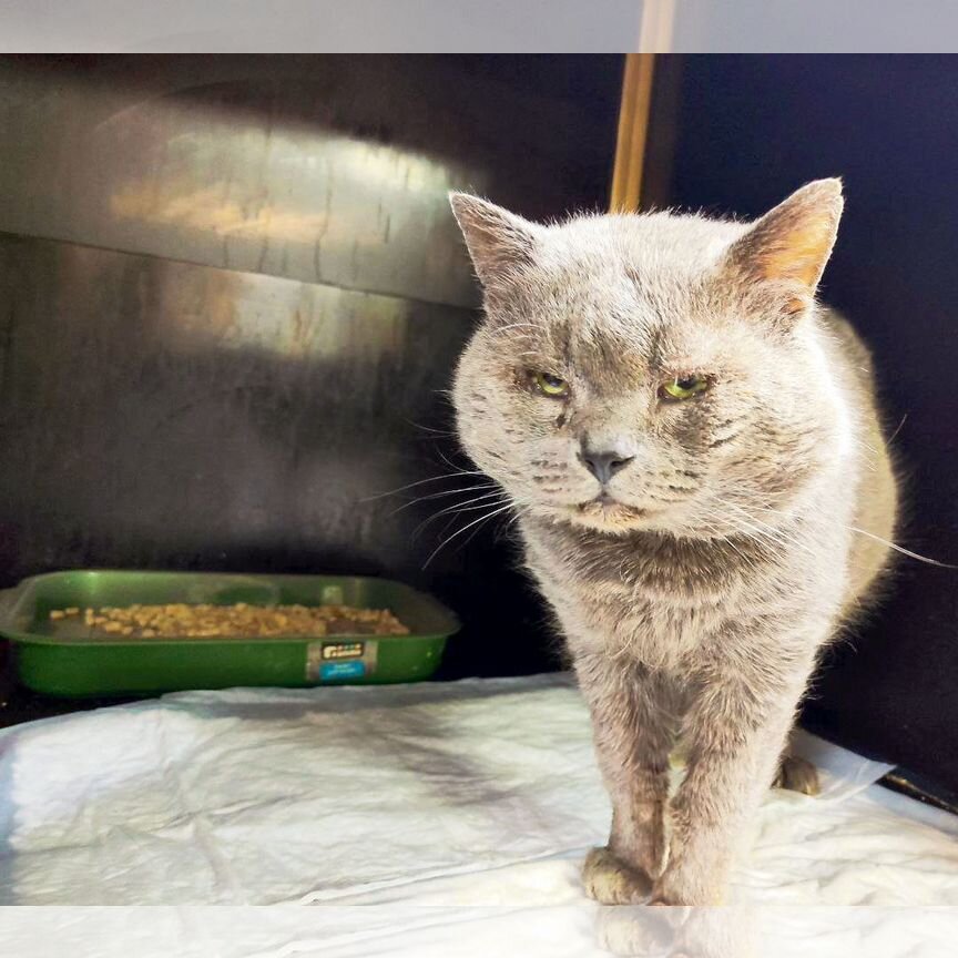 Котик Федя в поисках дома