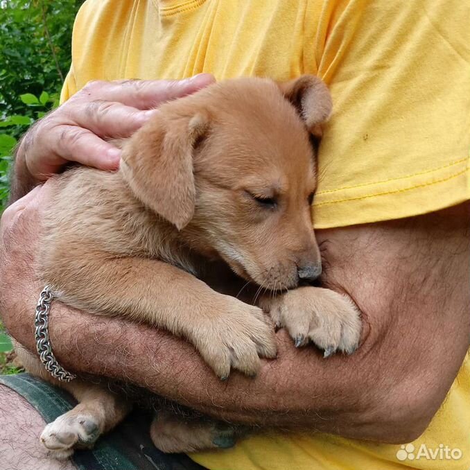 Нашли щенка, 2мес, в добрые руки, привезу