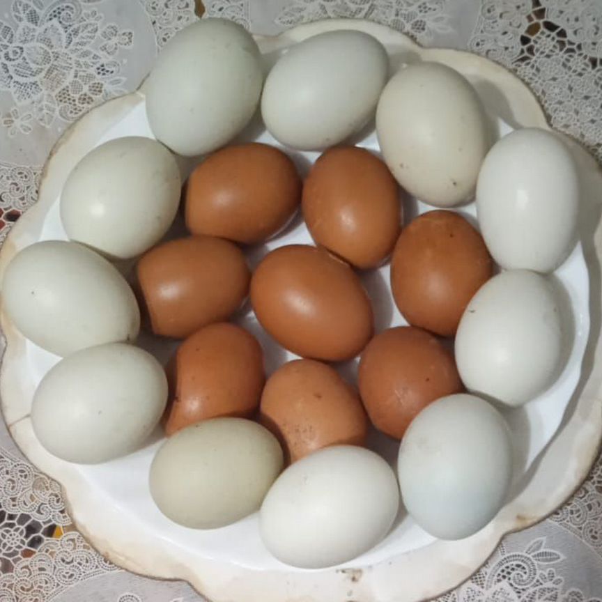 Инкубационное яйцо смешанных пород кур Маран и Ухе