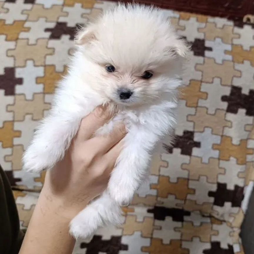 Немецкий шпиц, щенок