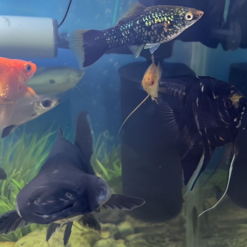 Аквариумные рыбки