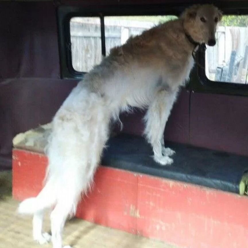 Русская псовая борзая, щенок