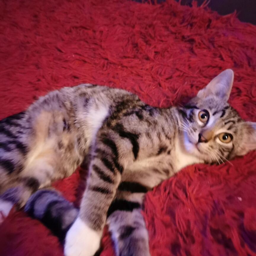 Бесплатно отдам котика