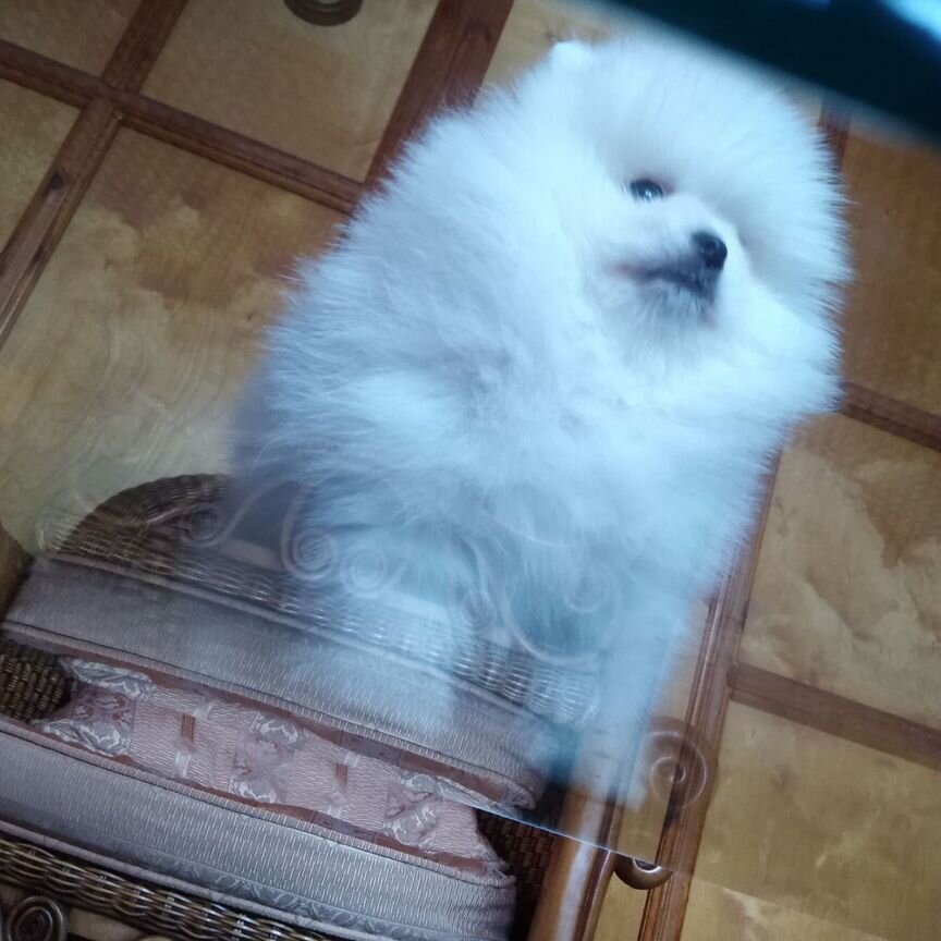 Щенки шпица мини мишка