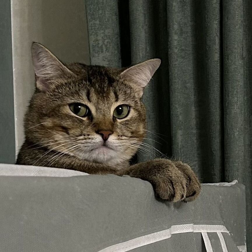 Шотландский кот вязка