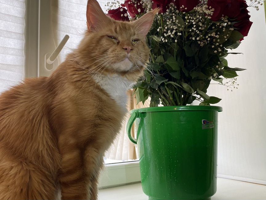 Мейн-кун вязка