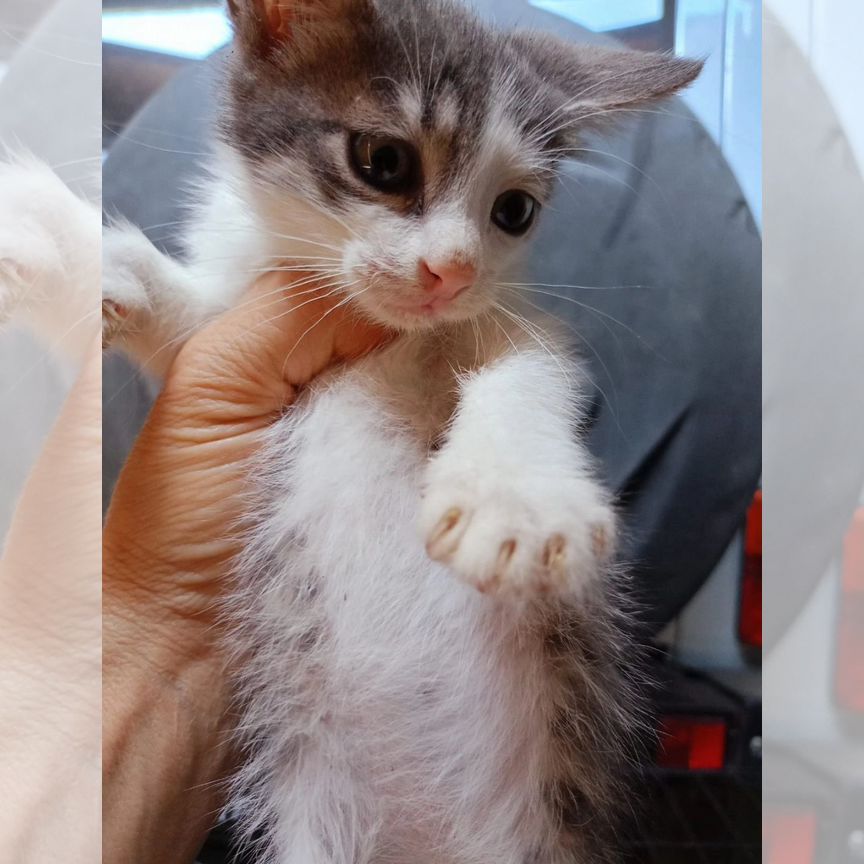 Котенок,которого подкинули в автомастерскую