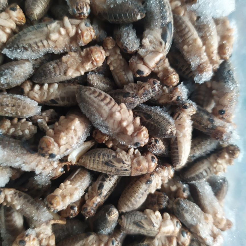 Сверчок банановый, предимаго, просеянный