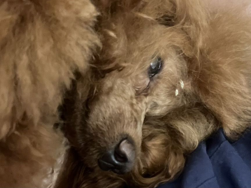 Ищу красного кобеля миниатюрного пуделя для вязки