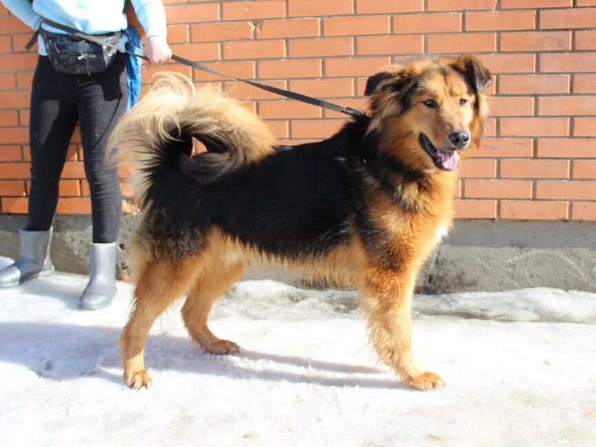 Собака из приюта Некрасовка