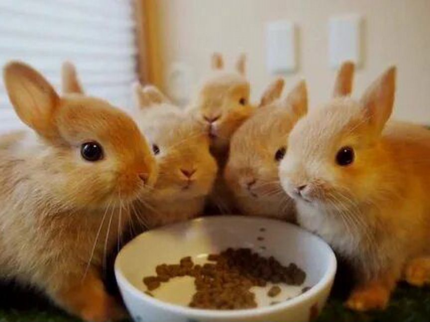 Комбикорм для кроликов