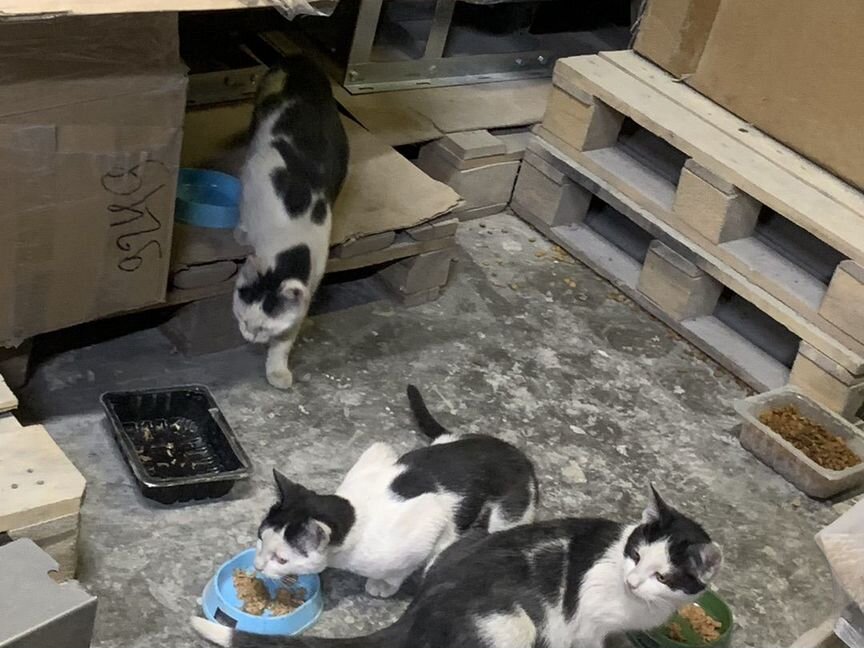 Три кота