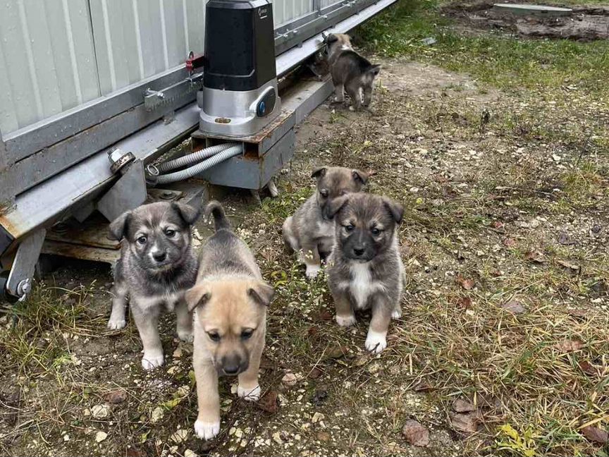 Щенки лайки зсл в добрые руки