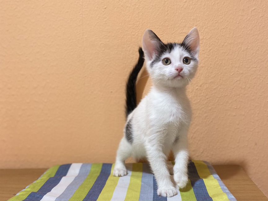 Котишки из приюта ждут человека