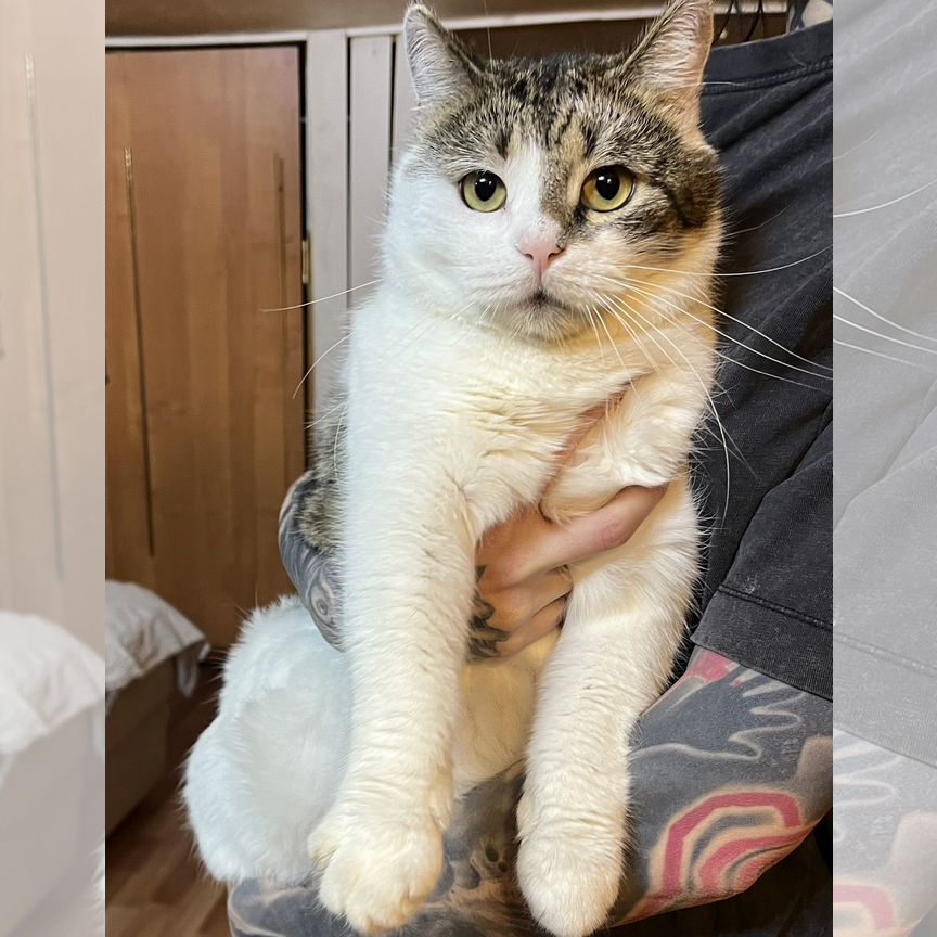 Пончик ждет хозяина