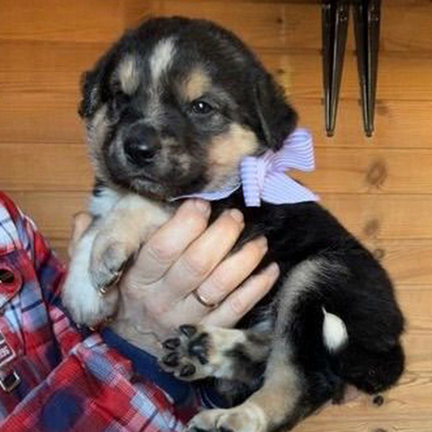 Щенок в добрые руки