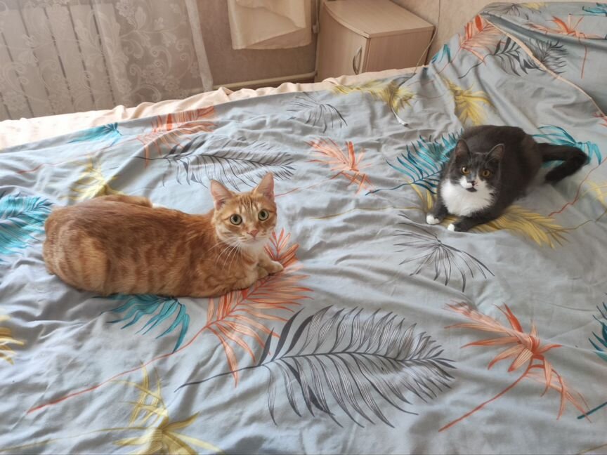 Кот 5 лет, кошечка 1 год