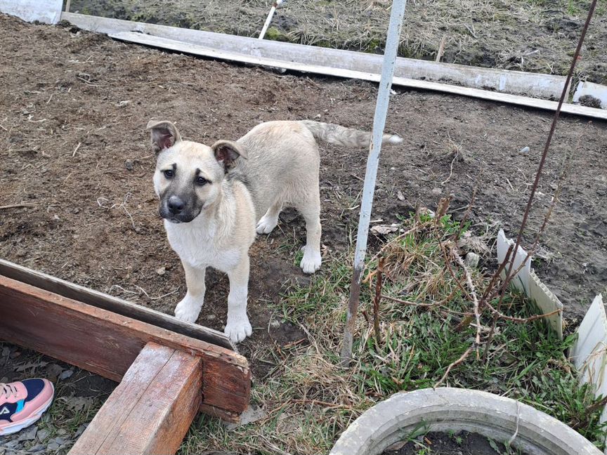 Собака в добрые руки