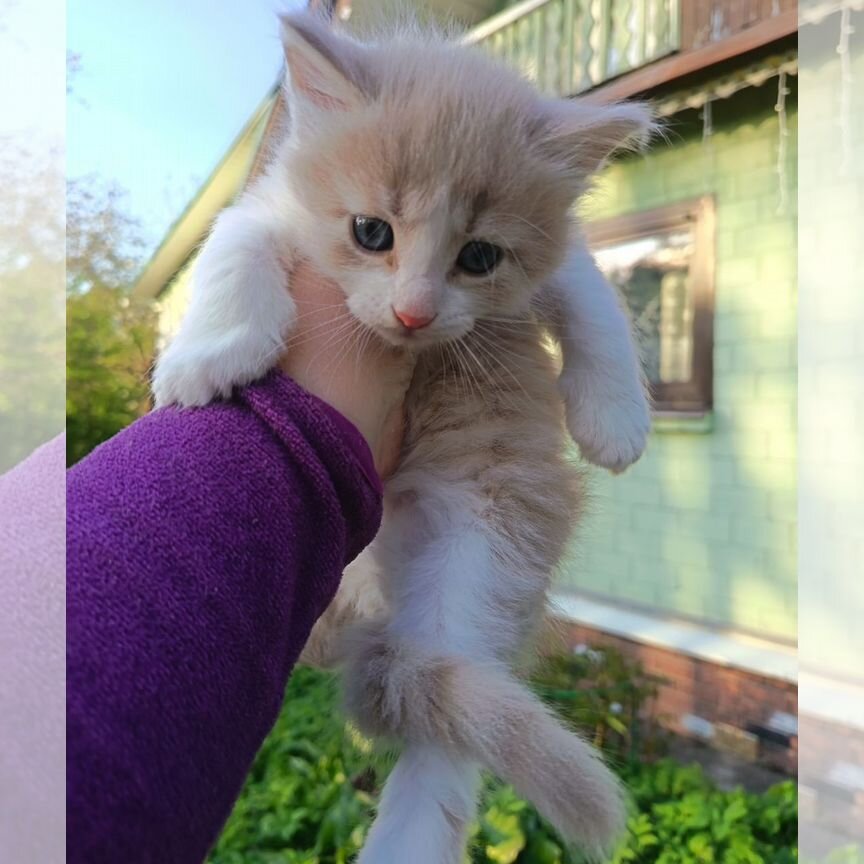 Котёнок от частного владельца