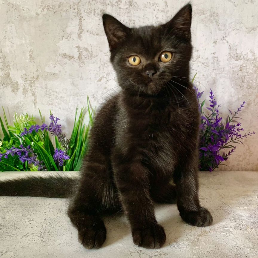 Британские котята