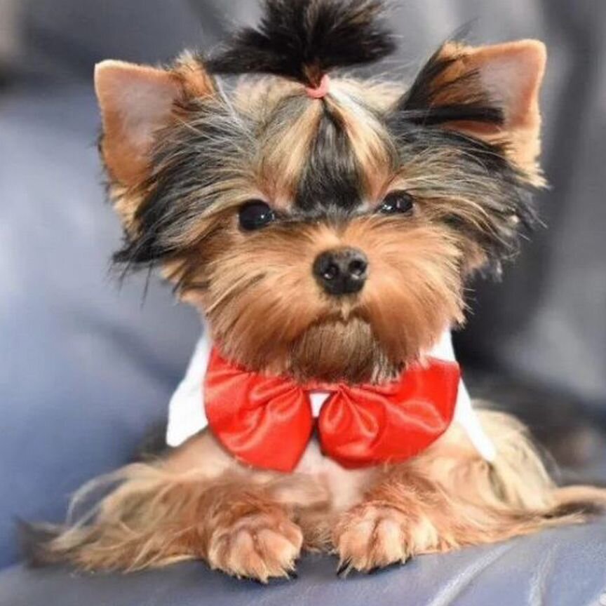 Щенок от частного владельца