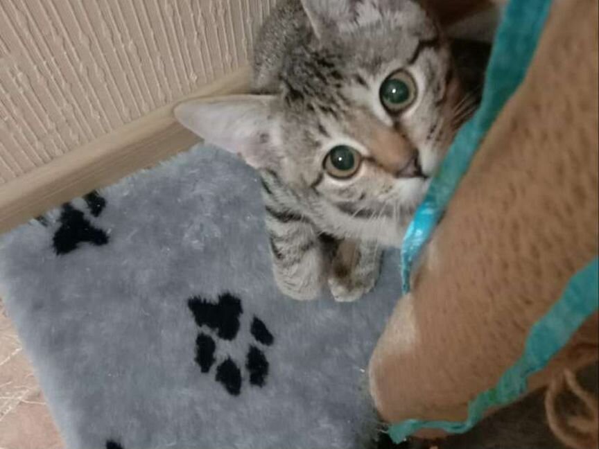 Кошечка в добрые руки бесплатно