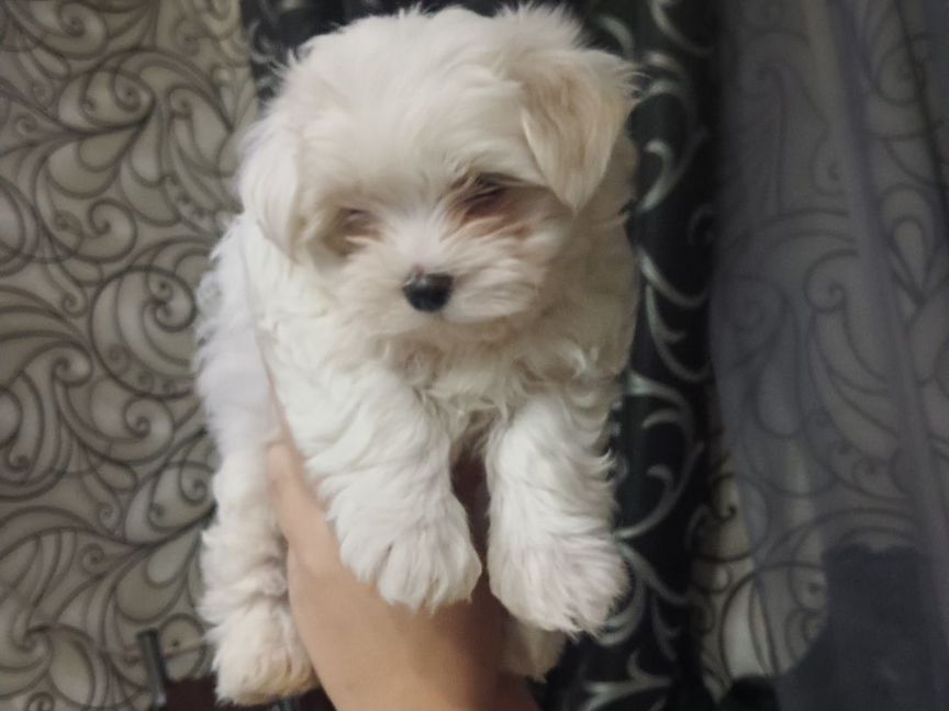 Мальтийская болонка мальчик