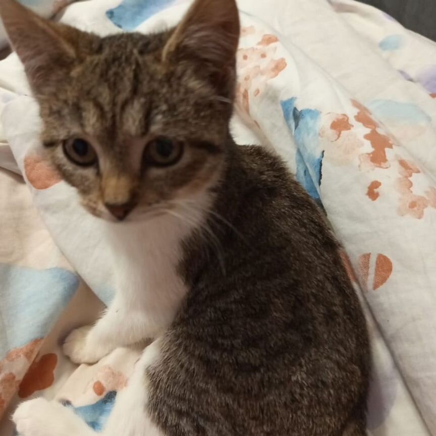 Котенок, мальчик в добрые руки