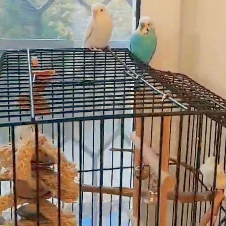 Волнистый попугай