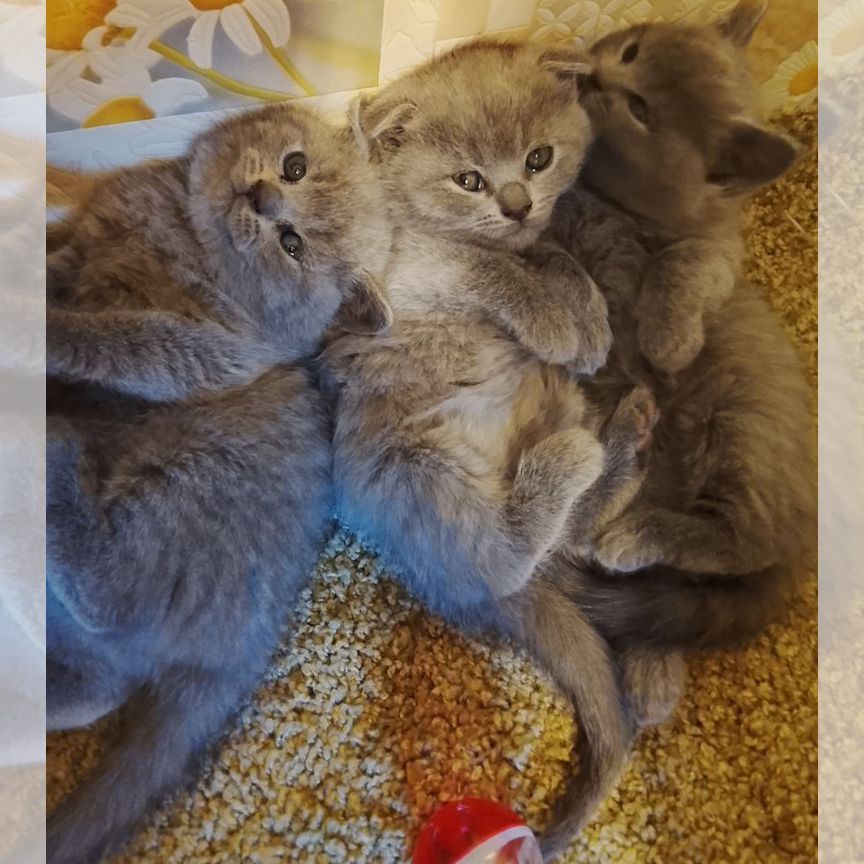 Шотландский вислоухий короткошёрстный котёнок