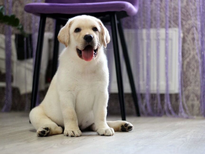 Щенок лабрадор ретривера
